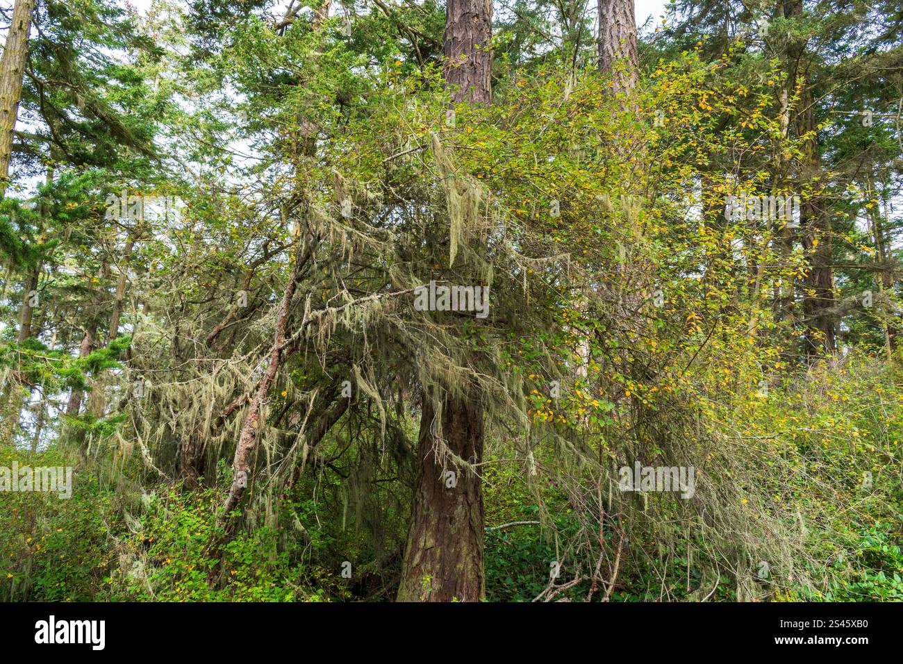 Trees covered in hanging moss in Washington's Deception Pass State Park ...