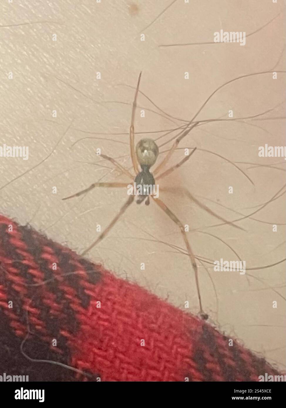 Triangulate Combfoot (Steatoda triangulosa Stock Photo - Alamy