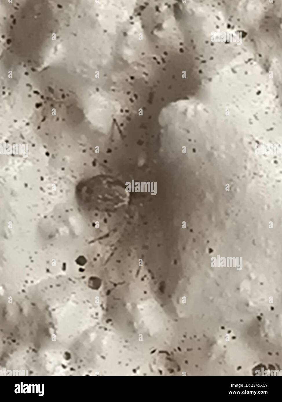 Wall Spider (Oecobius navus Stock Photo - Alamy