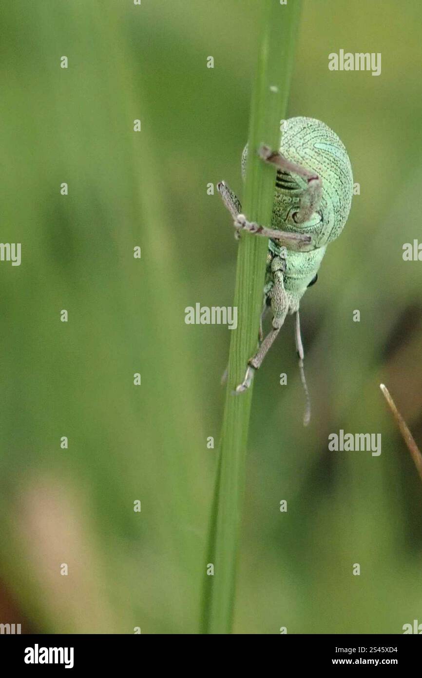 Broad-nosed Weevils (Entiminae Stock Photo - Alamy