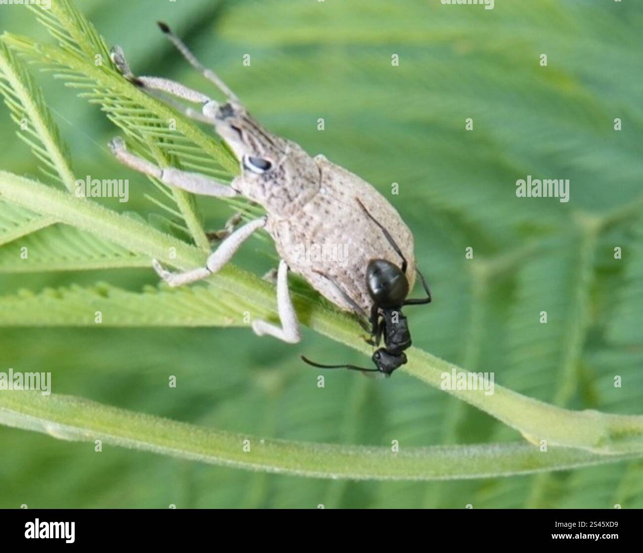 Fruit-tree Root Weevil (Leptopius robustus Stock Photo - Alamy