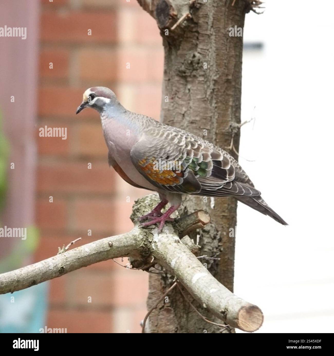 Common Bronzewing (Phaps chalcoptera Stock Photo - Alamy