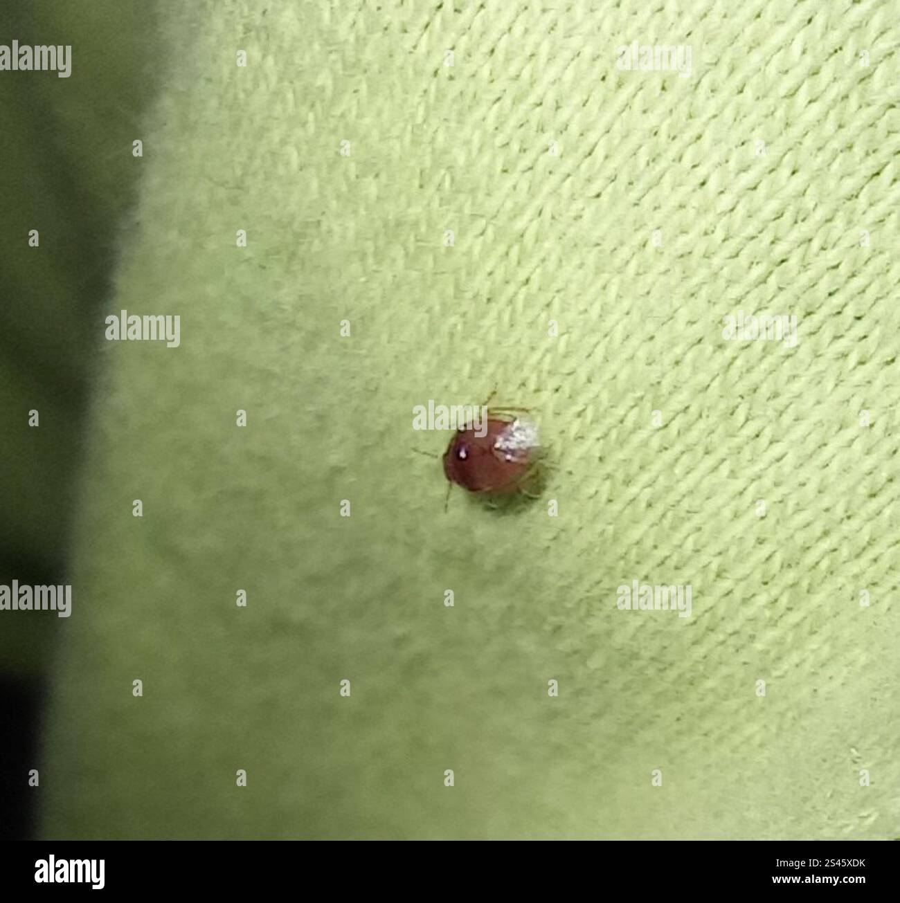 True Bugs (Heteroptera Stock Photo - Alamy