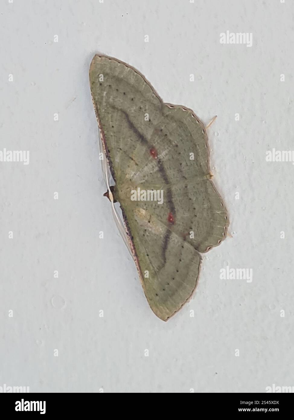 Seagrape Spanworm Moth (Ametris nitocris Stock Photo - Alamy