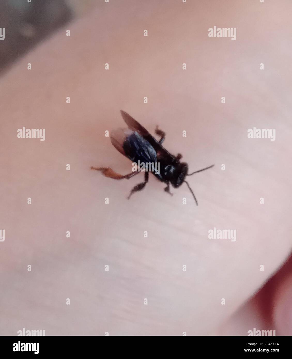 Spiny-legged Stingless bee (Trigona spinipes Stock Photo - Alamy