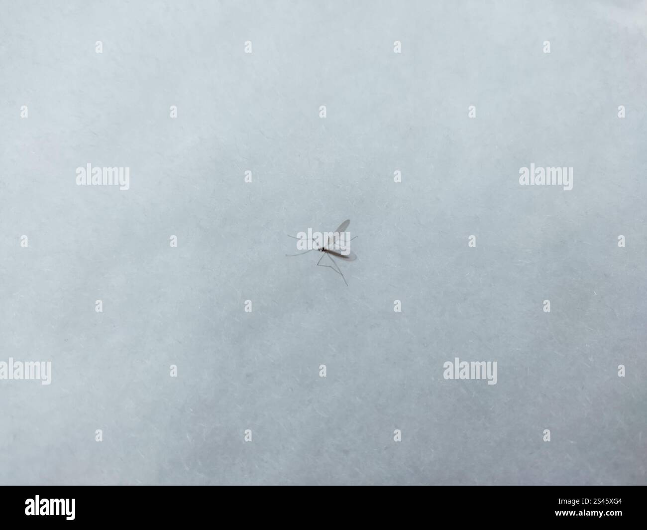 Winter Crane Flies (Trichoceridae Stock Photo - Alamy