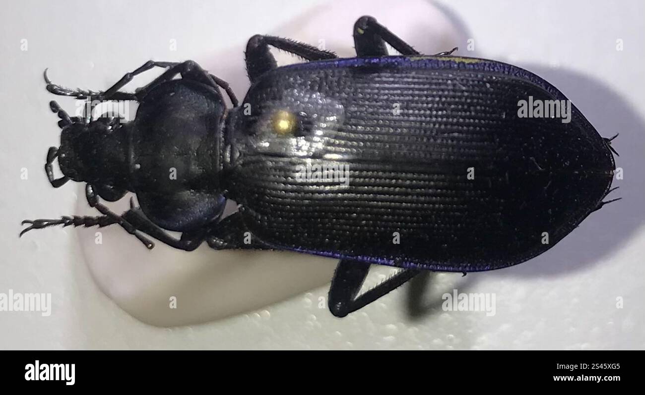 Narrow Searcher Beetle (Calosoma externum Stock Photo - Alamy