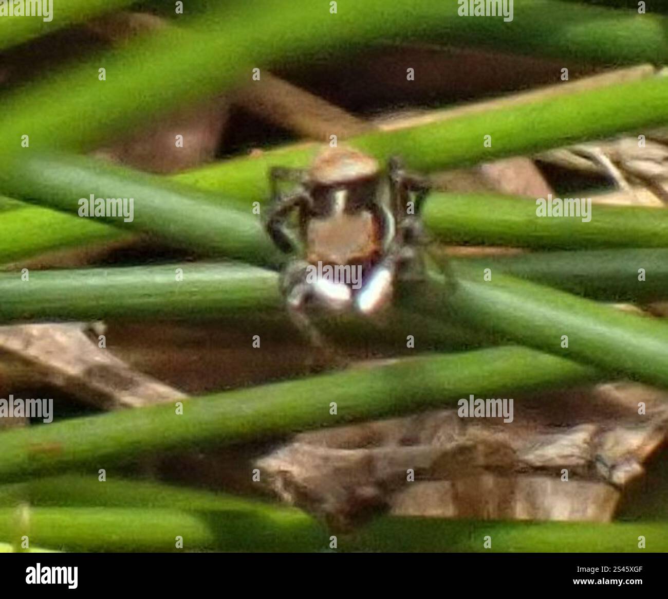 Common Peacock Spider (Maratus pavonis Stock Photo - Alamy