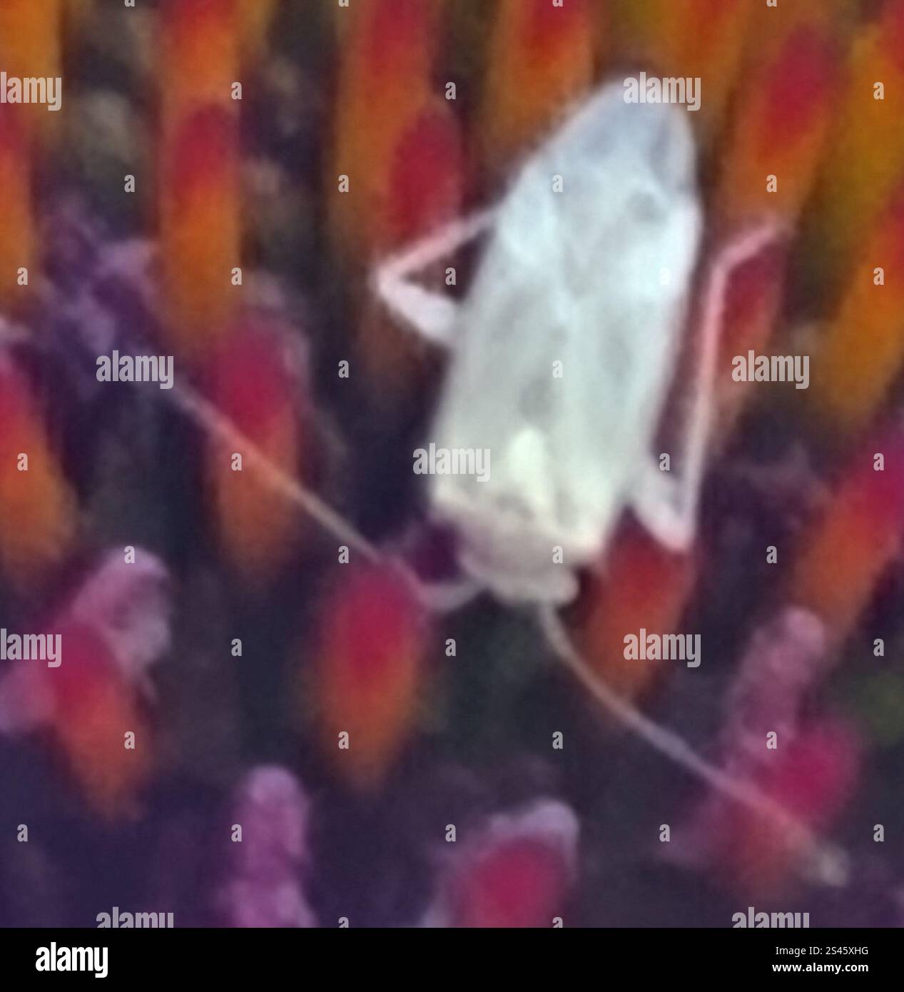 Broken-backed Bug (Taylorilygus apicalis Stock Photo - Alamy