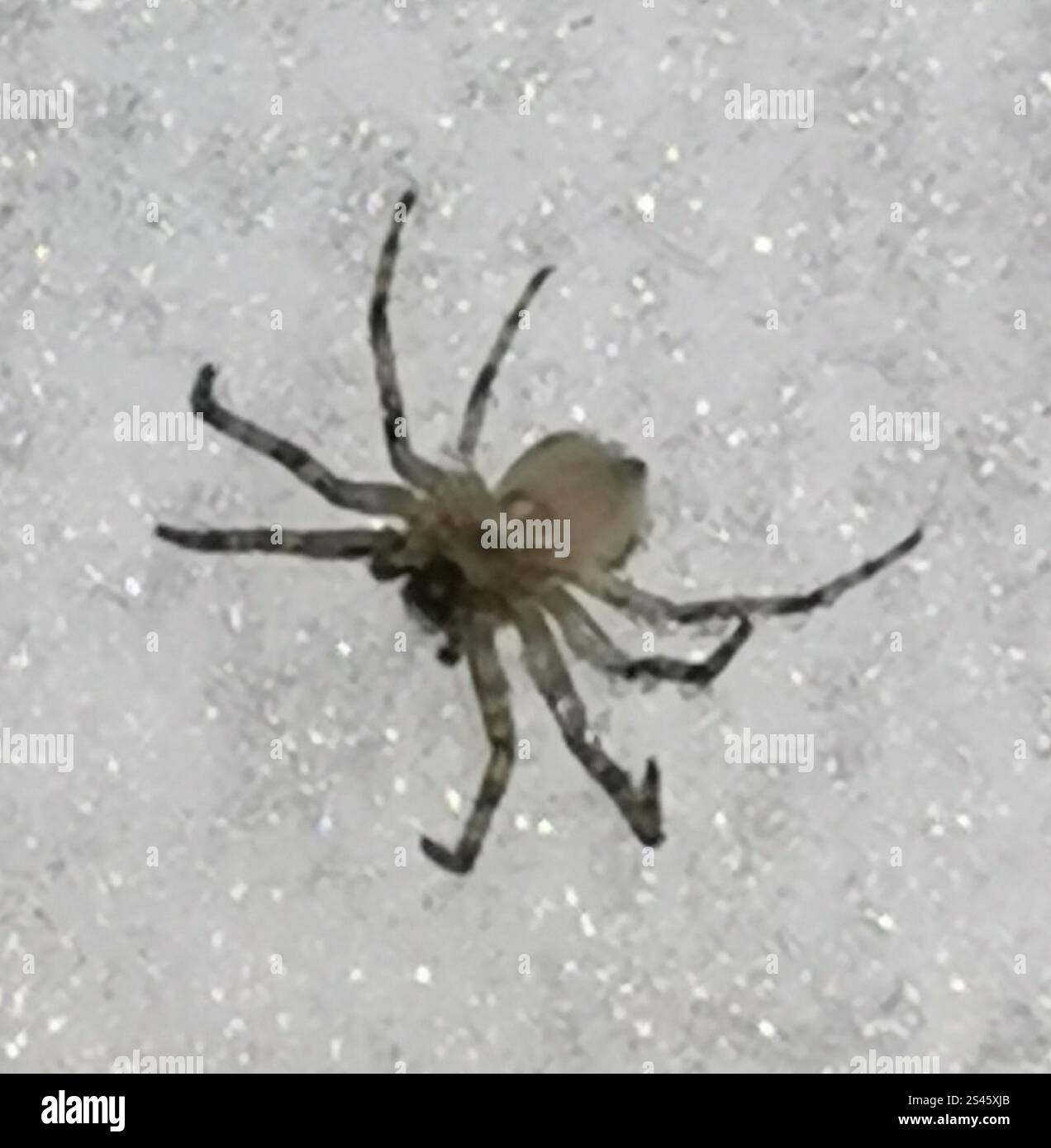 Running Crab Spiders (Philodromus Stock Photo - Alamy