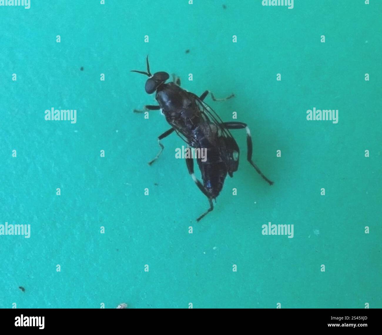 Garden soldier fly (Exaireta spinigera Stock Photo - Alamy