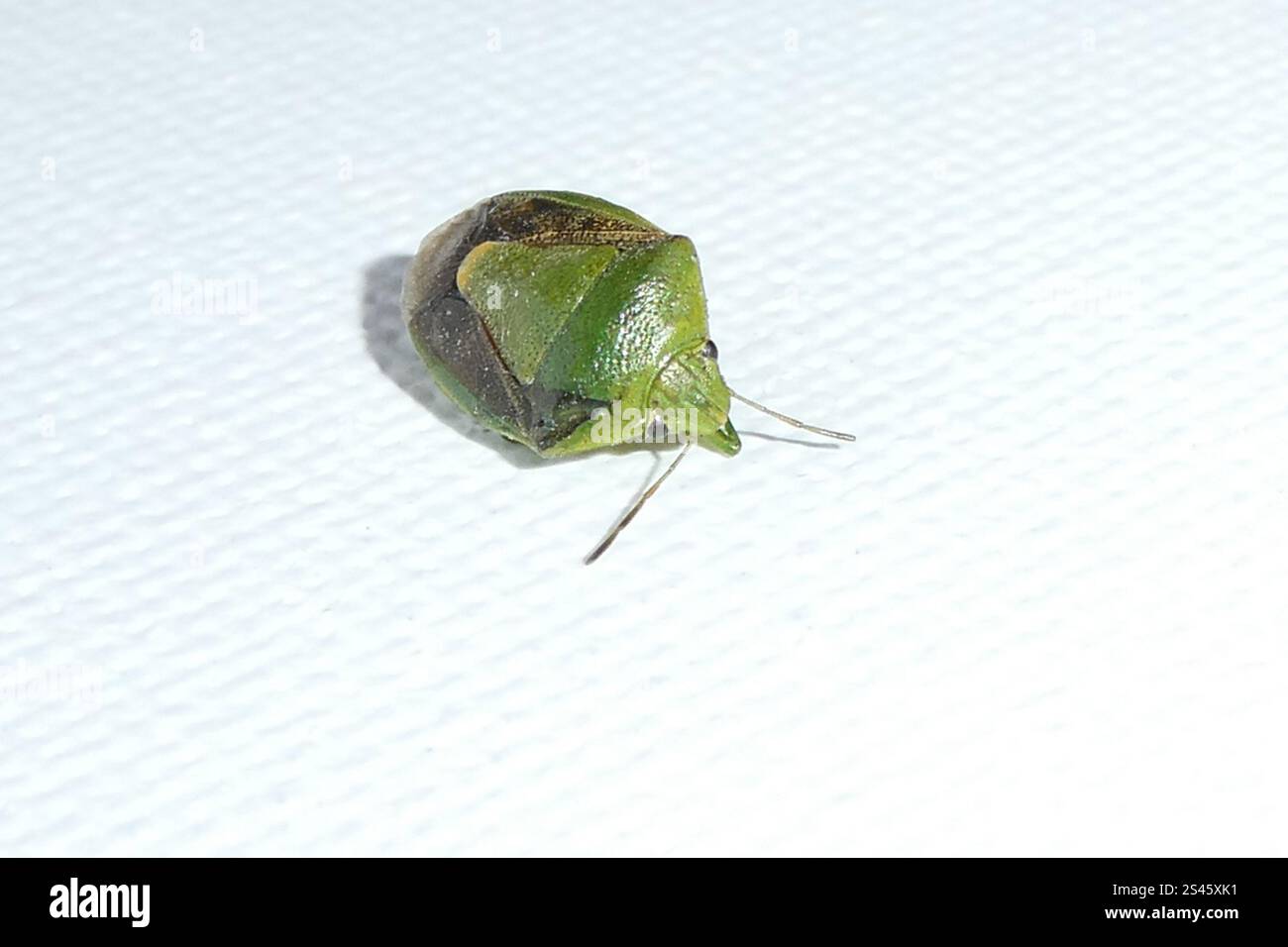 Green Stink Bug (Plautia affinis Stock Photo - Alamy