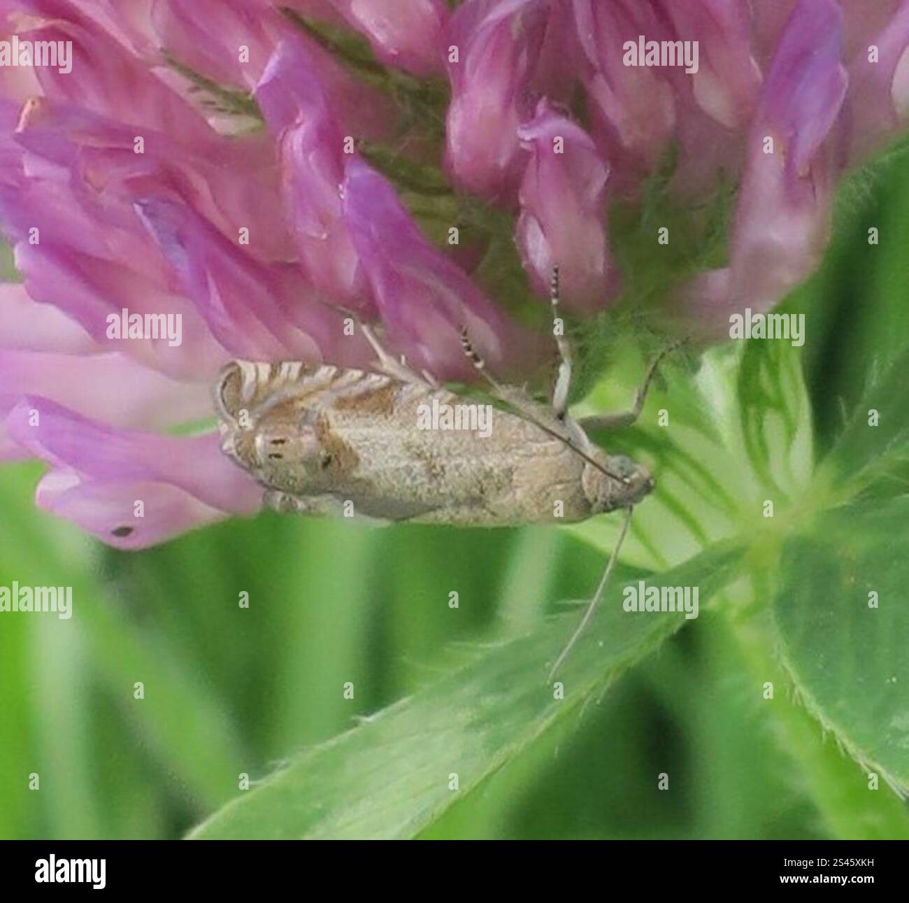 Gorse Pod Moth (Cydia succedana Stock Photo - Alamy
