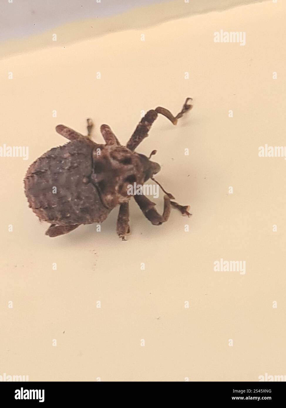 True Weevils (Curculionidae Stock Photo - Alamy