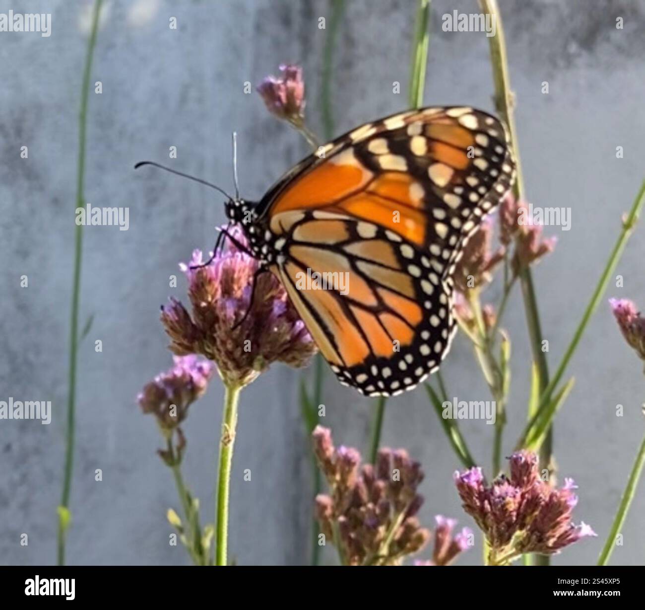 Southern Monarch (Danaus erippus Stock Photo - Alamy