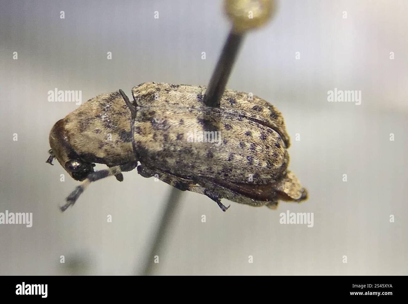 Marbled Fungus Weevil (Euparius marmoreus Stock Photo - Alamy