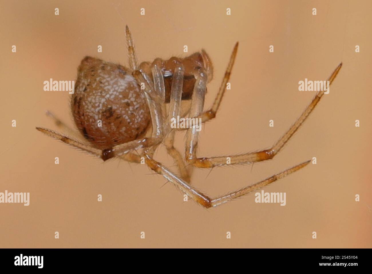 Common House Spider (Parasteatoda tepidariorum Stock Photo - Alamy