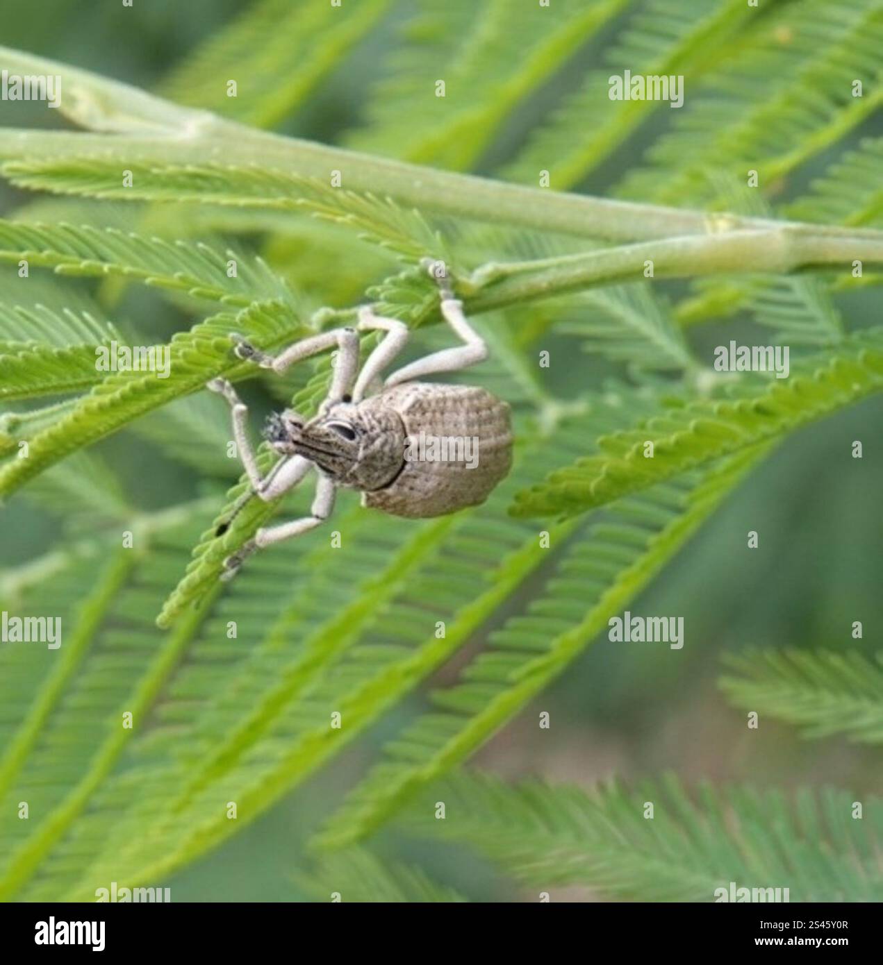 Fruit-tree Root Weevil (Leptopius robustus Stock Photo - Alamy