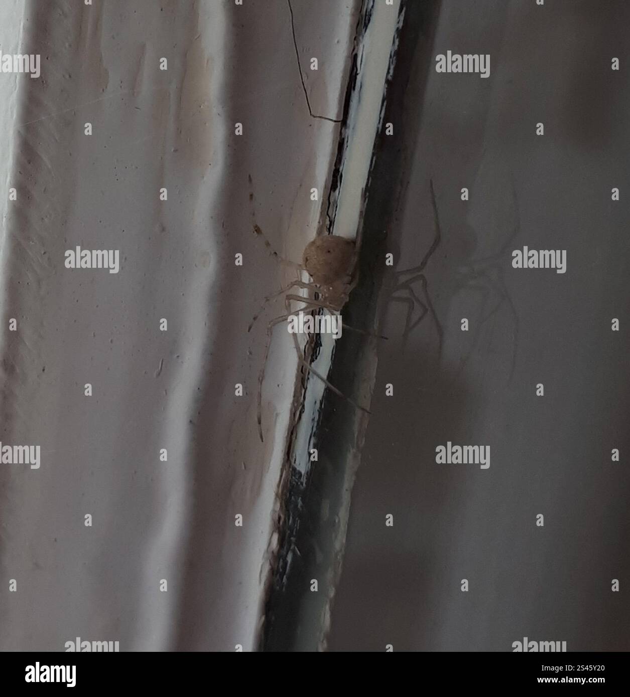White porch spider (Cryptachaea gigantipes Stock Photo - Alamy