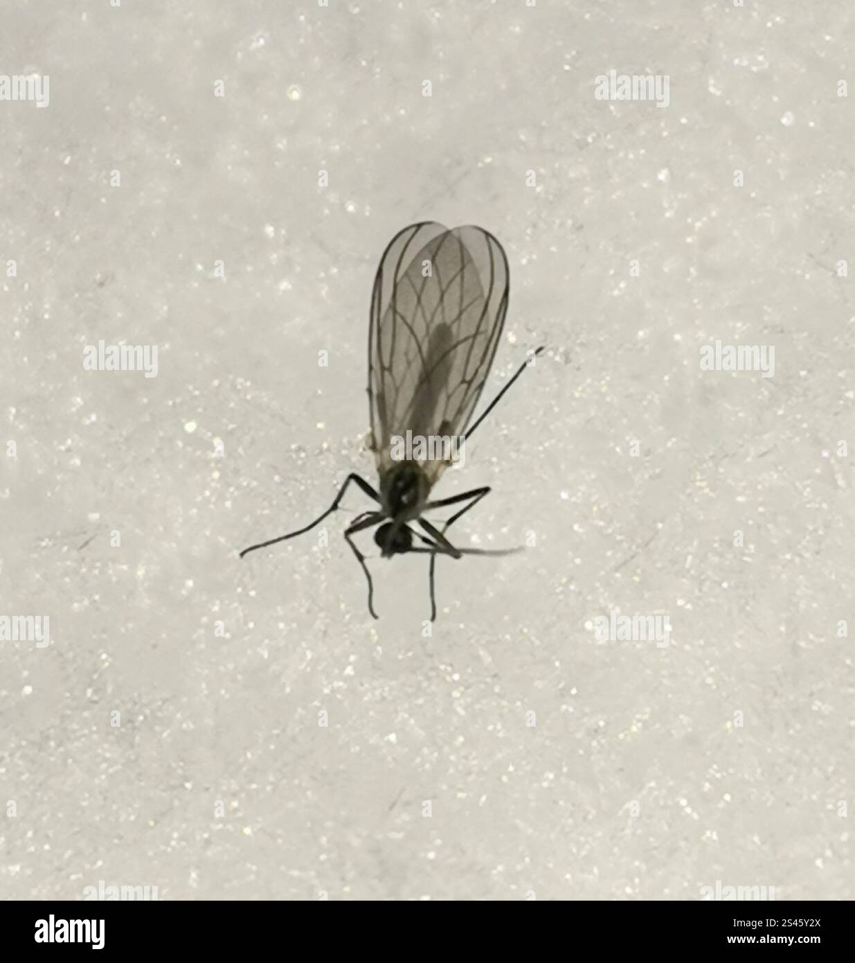 Fungus Gnats and Gall Midges (Sciaroidea Stock Photo - Alamy