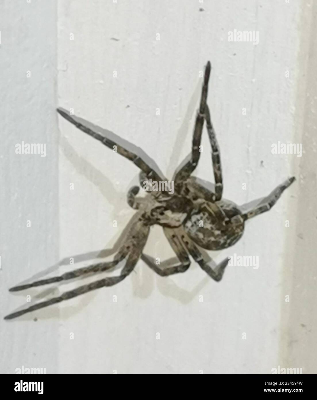 Running Crab Spiders (Philodromus Stock Photo - Alamy