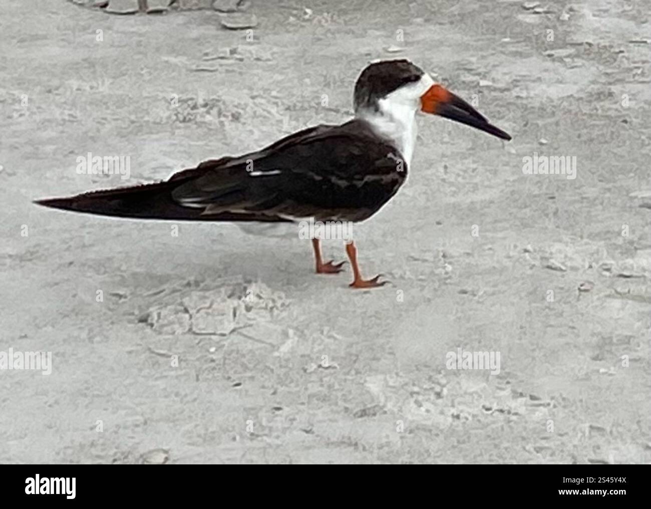 Black Skimmer (Rynchops niger Stock Photo - Alamy