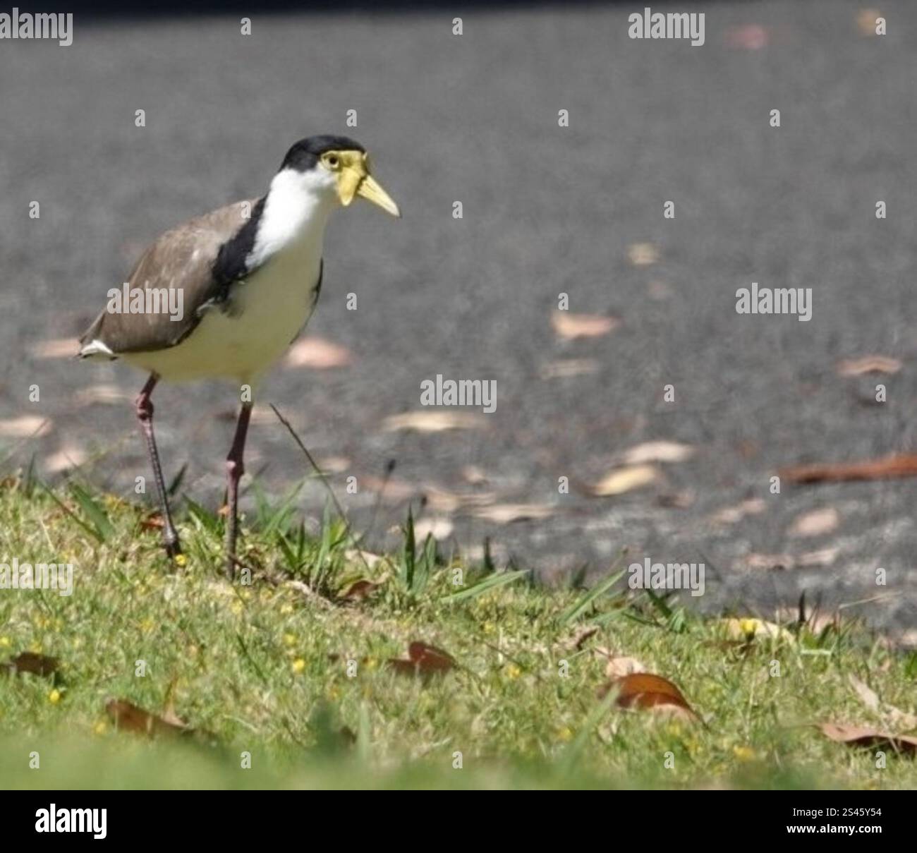 Black-shouldered Masked Lapwing (Vanellus miles novaehollandiae Stock ...
