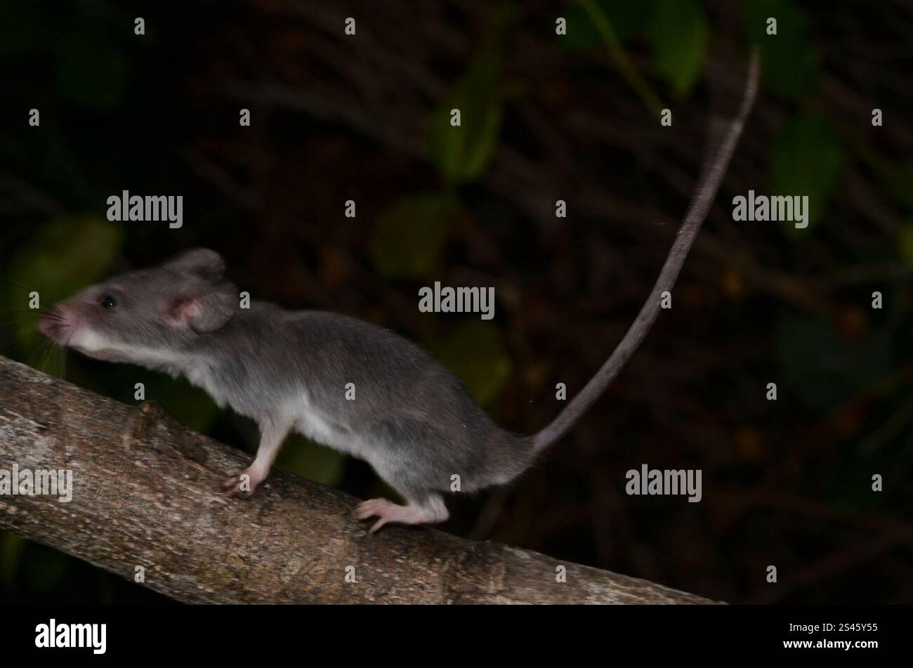 Long-tailed Pouched Rat (Beamys hindei Stock Photo - Alamy