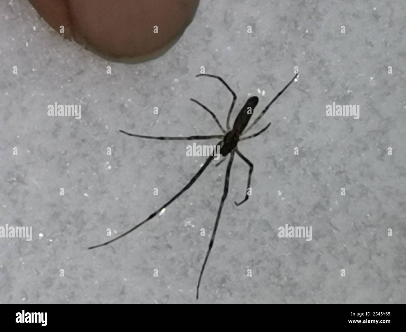 Blunt Stretch Spider (Tetragnatha obtusa Stock Photo - Alamy