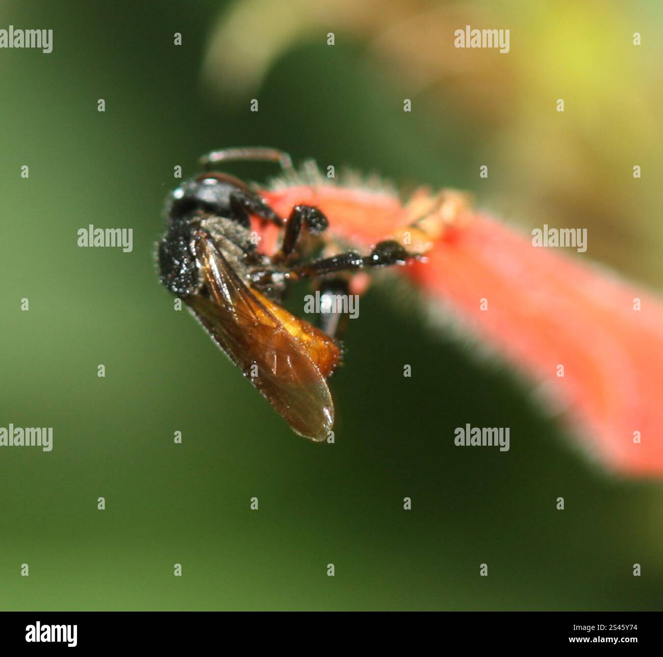 Red-tailed Stingless Bee (Trigona fulviventris Stock Photo - Alamy
