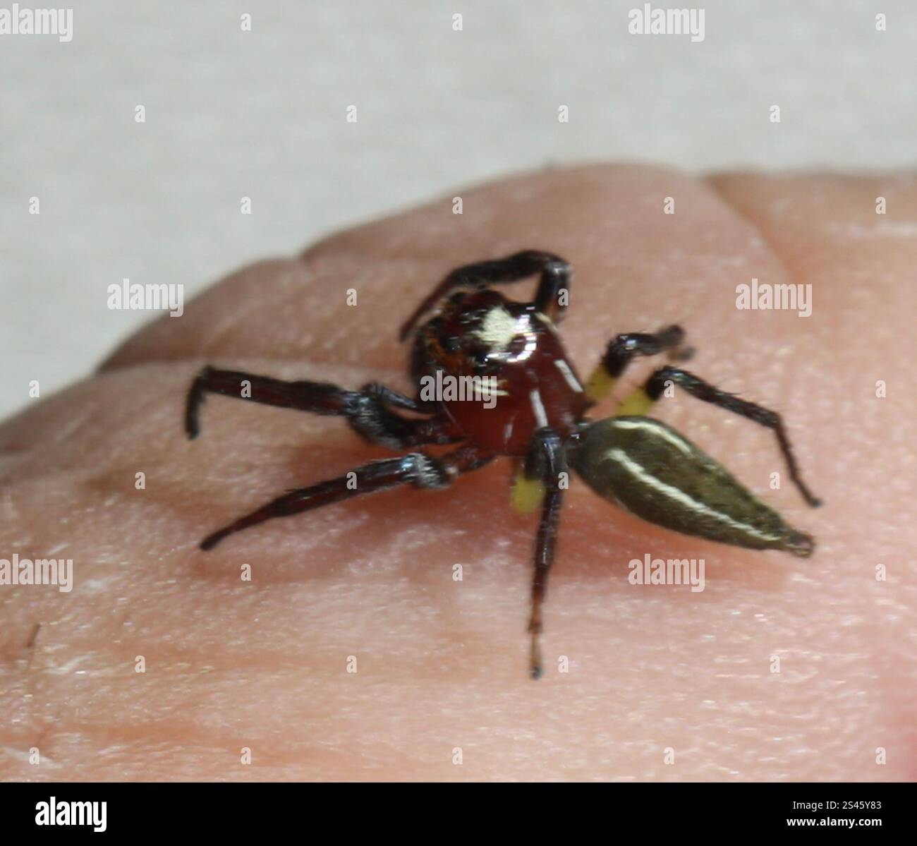 Sylvan Jumping Spider (Colonus sylvanus Stock Photo - Alamy