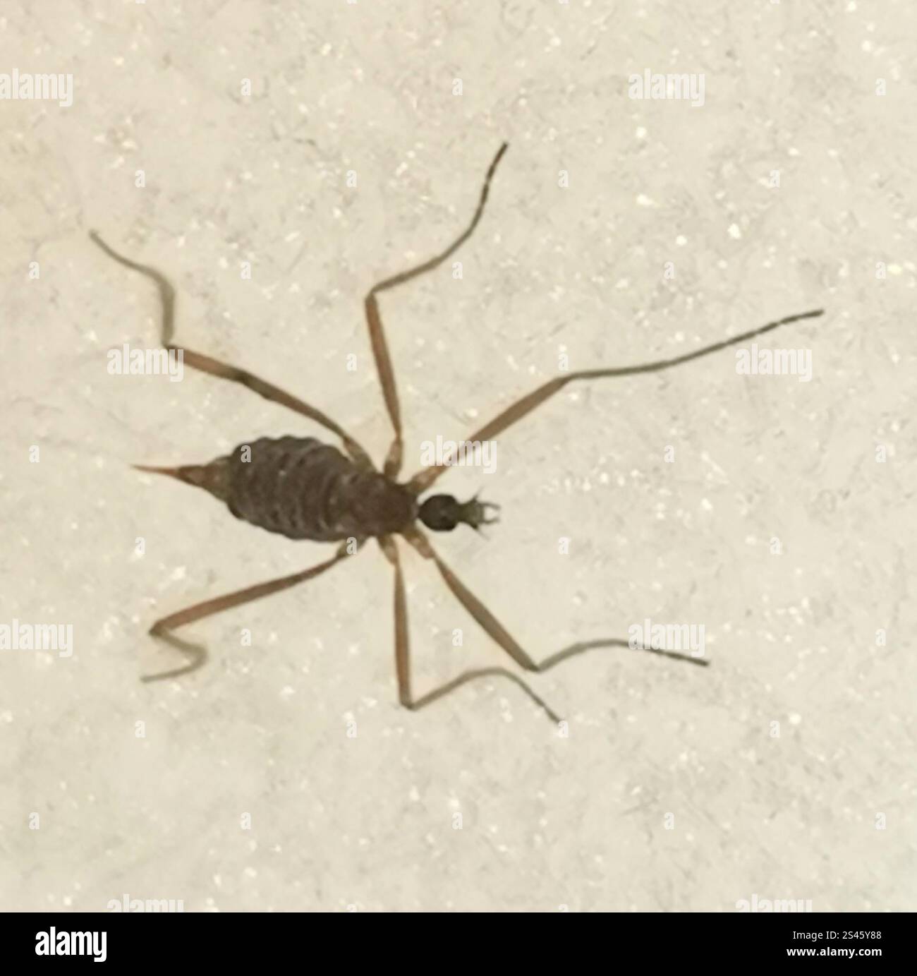 Snow Flies (Chionea Stock Photo - Alamy