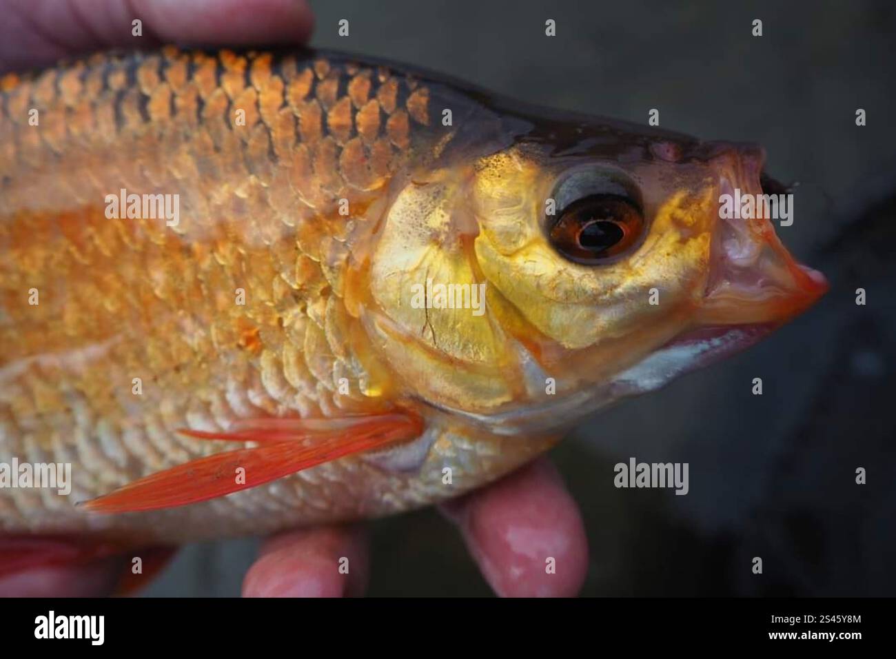 Common Rudd (Scardinius erythrophthalmus Stock Photo - Alamy