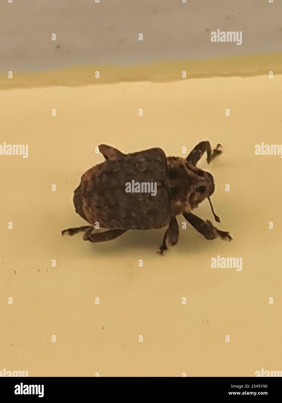 True Weevils (Curculionidae Stock Photo - Alamy