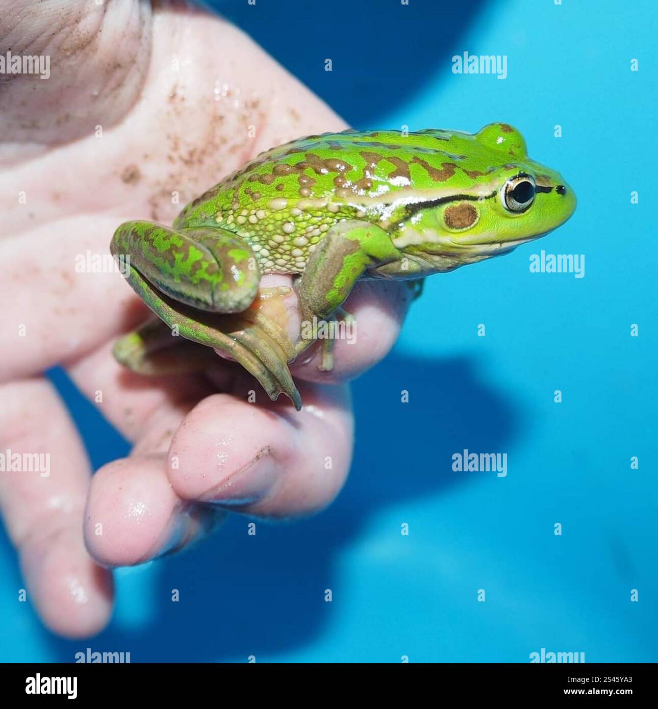 Southern Bell Frog (Ranoidea raniformis Stock Photo - Alamy