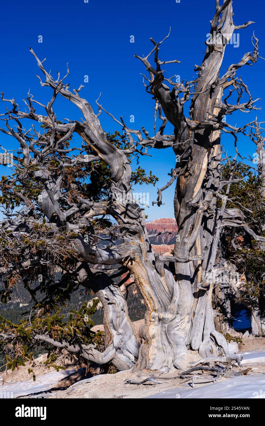 Photograph of Western Bristlecone Pine (Pinus longaeva) near Spectra ...