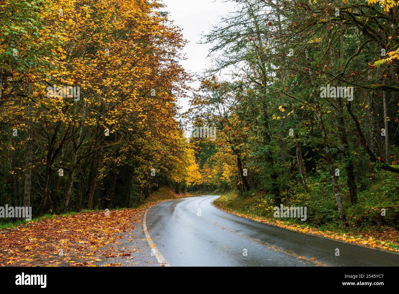 Fall foliage along roadway on Olympic Peninsula, Washington, USA Stock ...