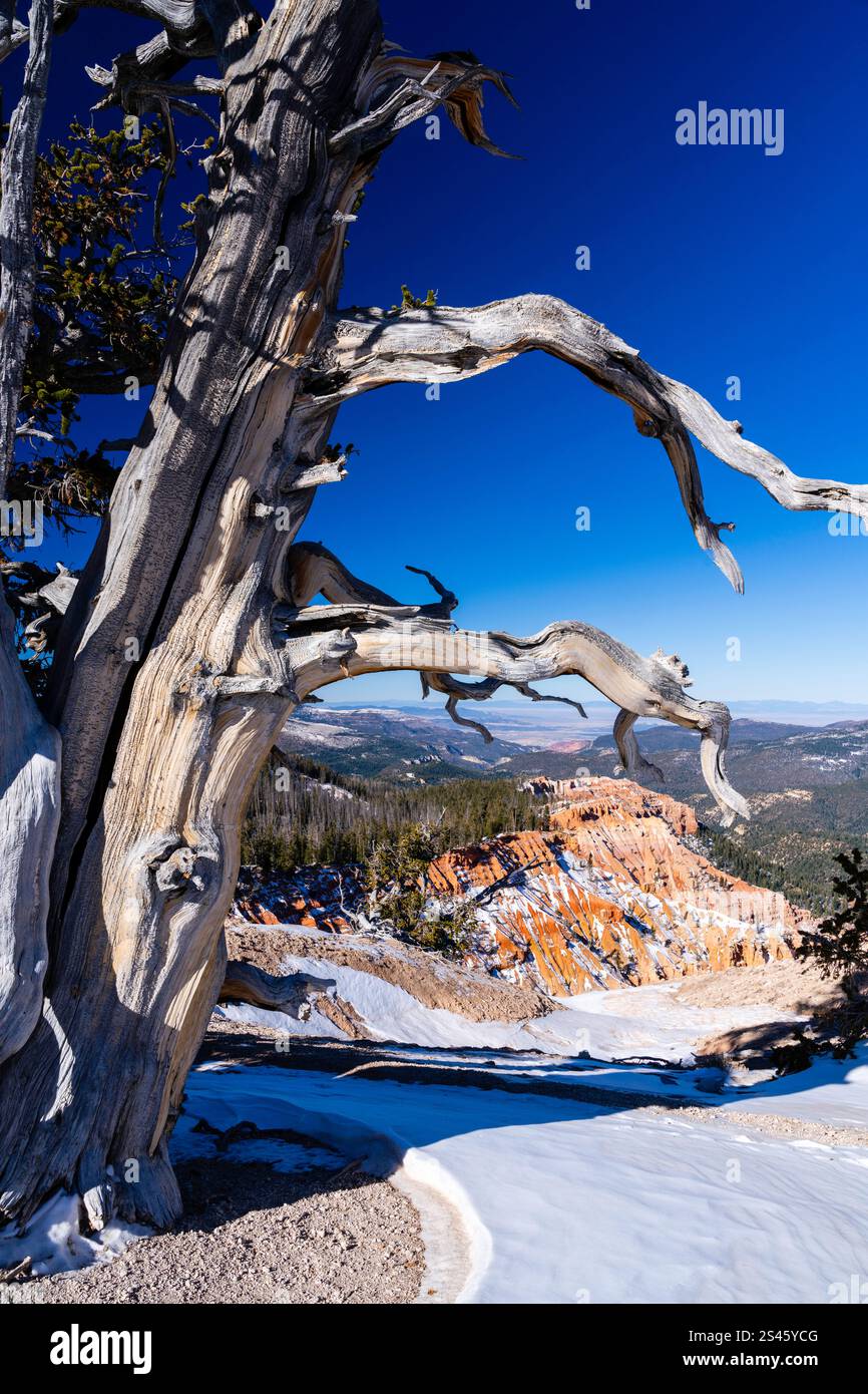 Photograph of Western Bristlecone Pine (Pinus longaeva) near Spectra ...