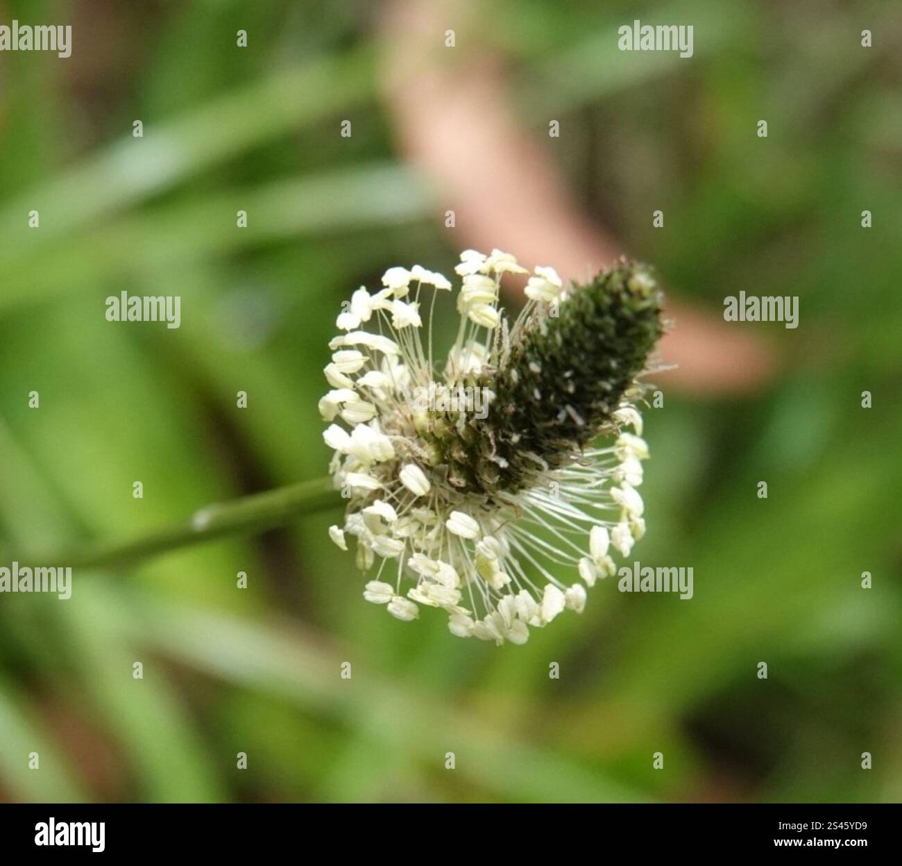 ribwort plantain (Plantago lanceolata Stock Photo - Alamy