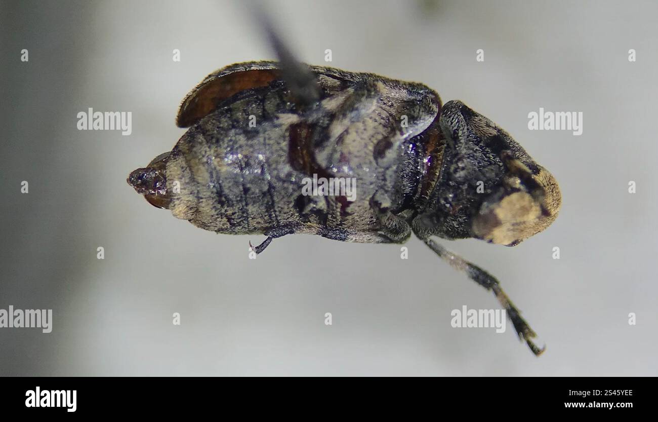Marbled Fungus Weevil (Euparius marmoreus Stock Photo - Alamy