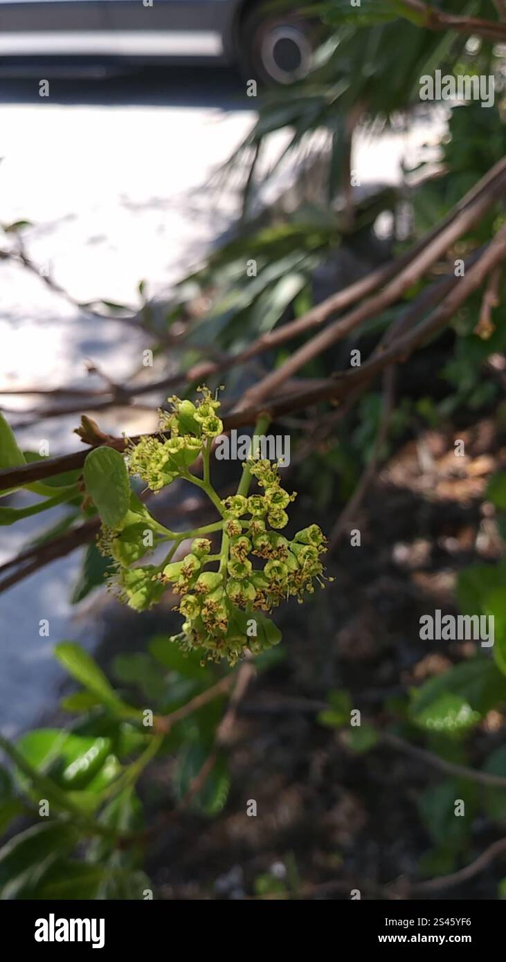 bay-leaved caper (Cynophalla flexuosa Stock Photo - Alamy