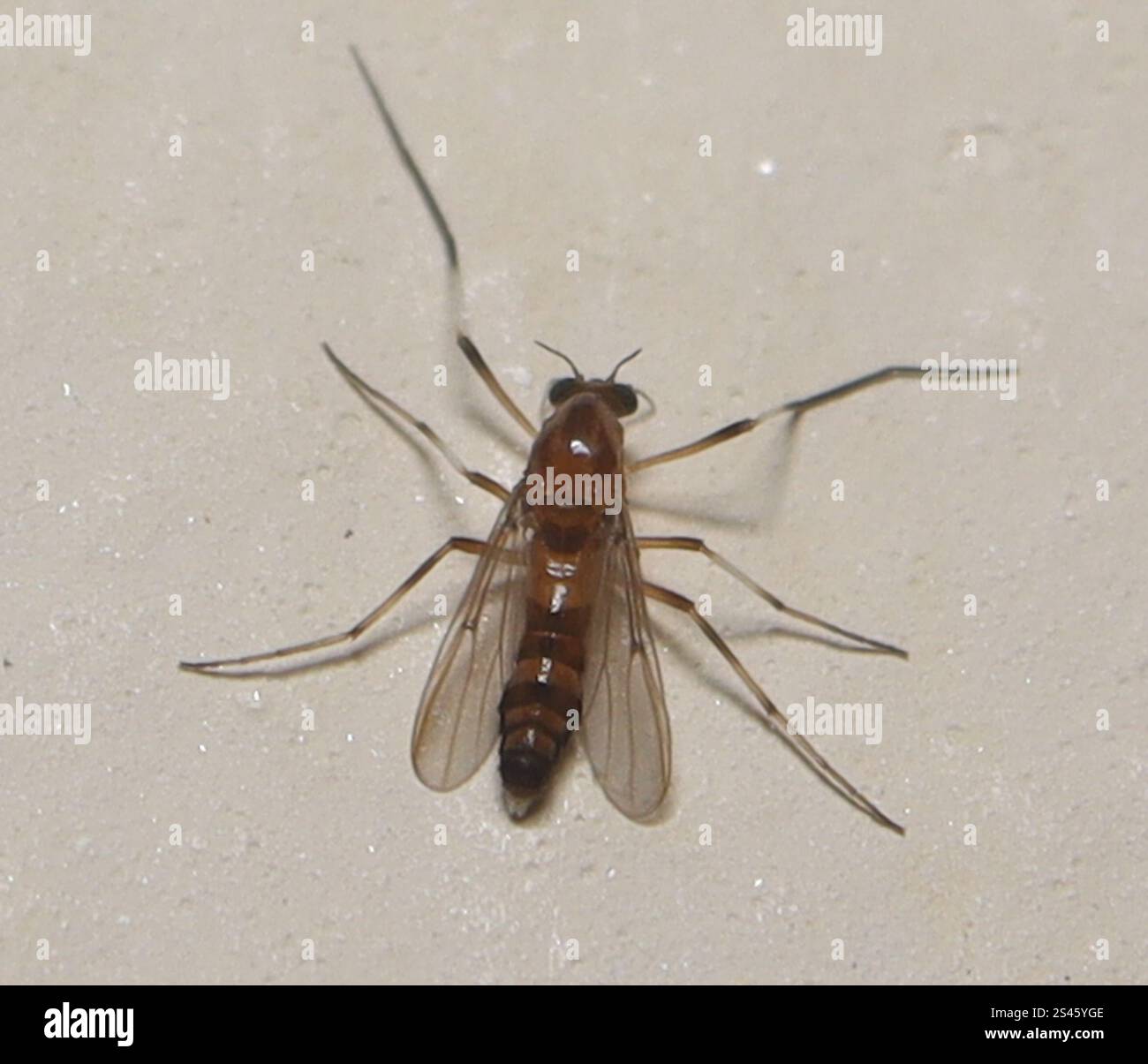 Non-biting Midges (Chironomidae Stock Photo - Alamy