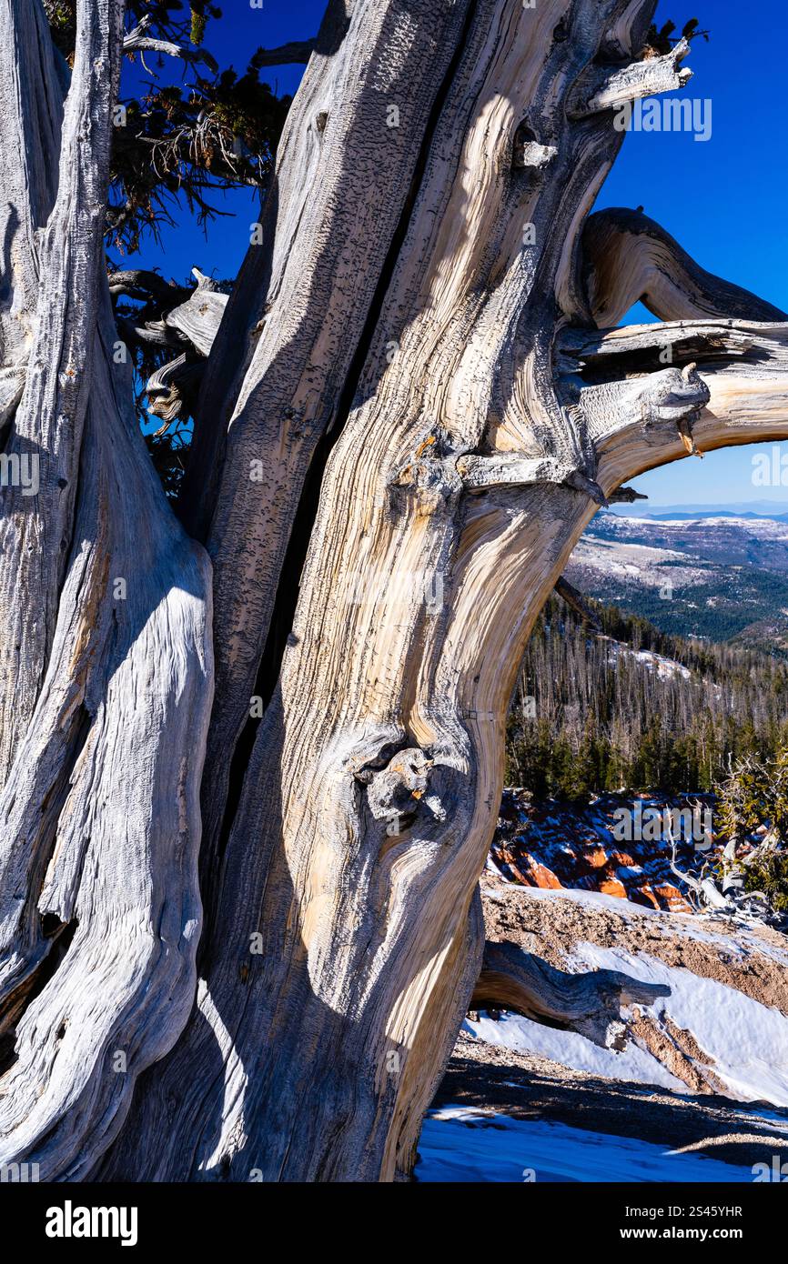 Photograph of Western Bristlecone Pine (Pinus longaeva) near Spectra ...