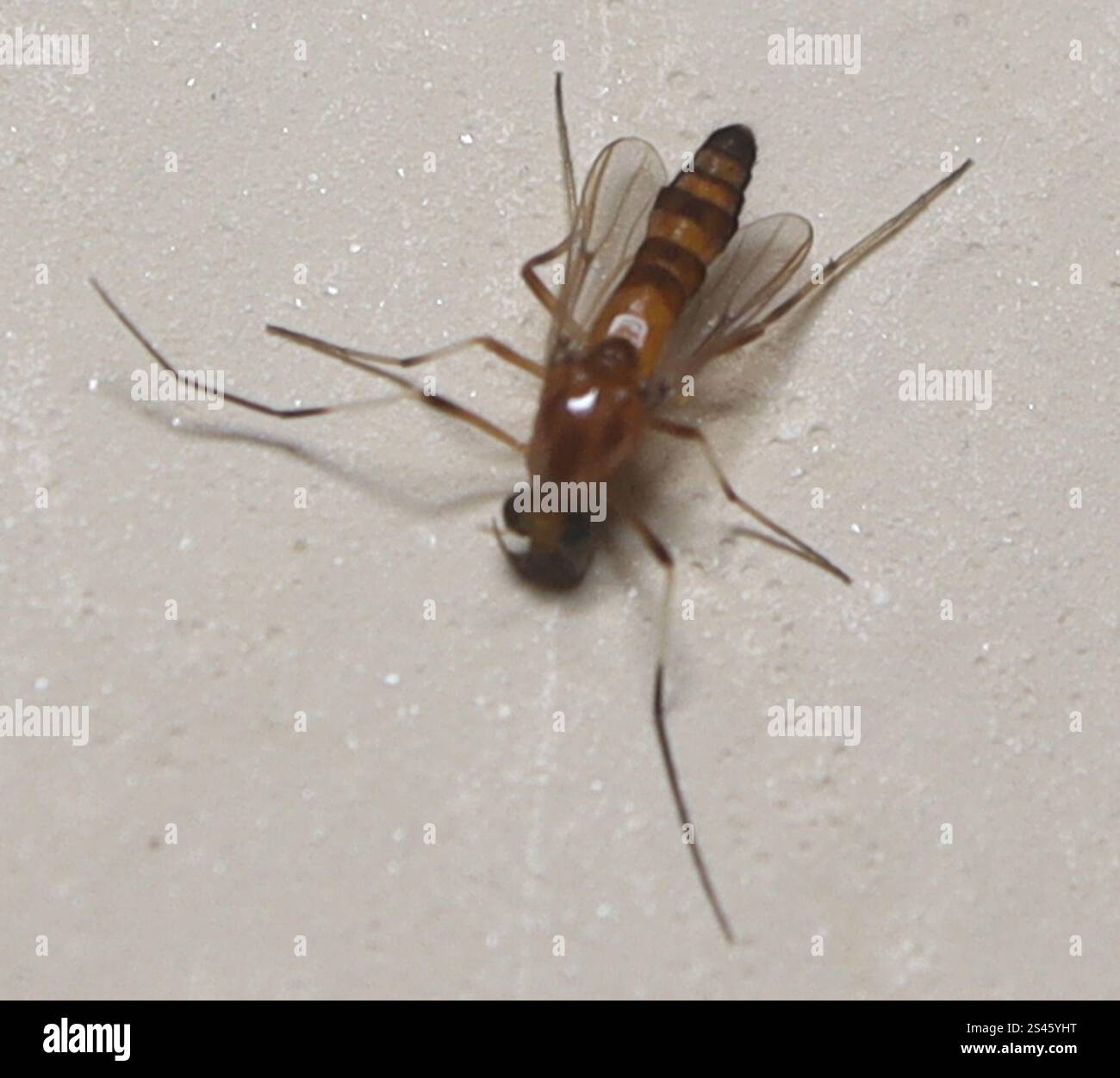 Non-biting Midges (Chironomidae Stock Photo - Alamy