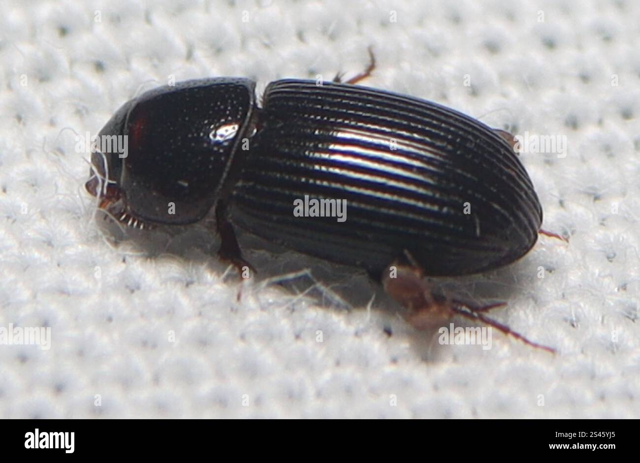 Small Dung Beetles (Aphodiinae Stock Photo - Alamy