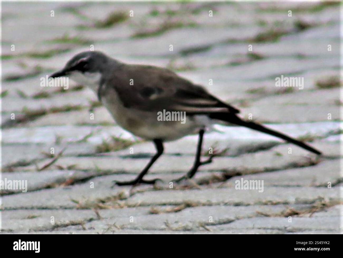 Common Cape Wagtail (Motacilla capensis capensis Stock Photo - Alamy
