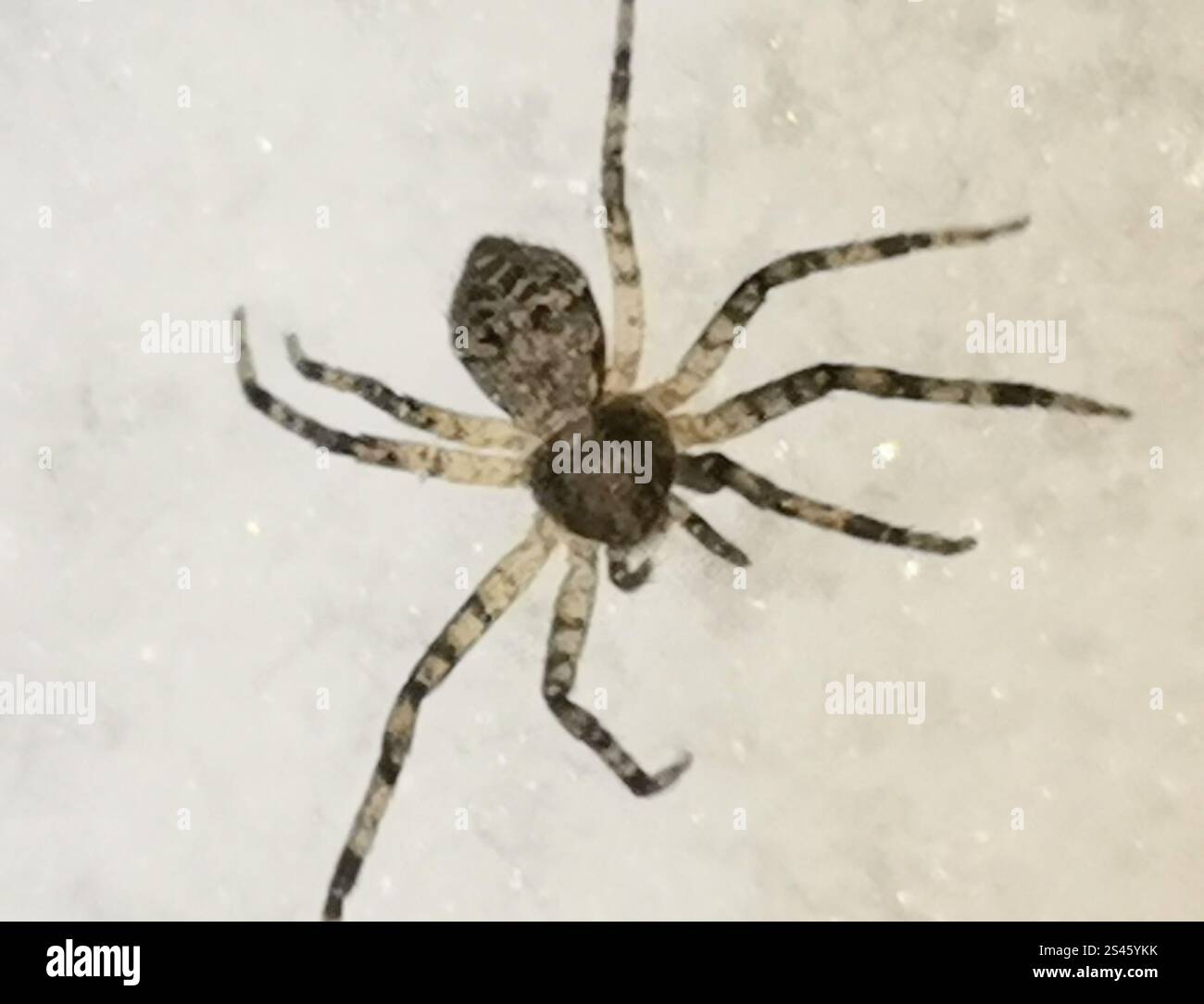 Running Crab Spiders (Philodromus Stock Photo - Alamy