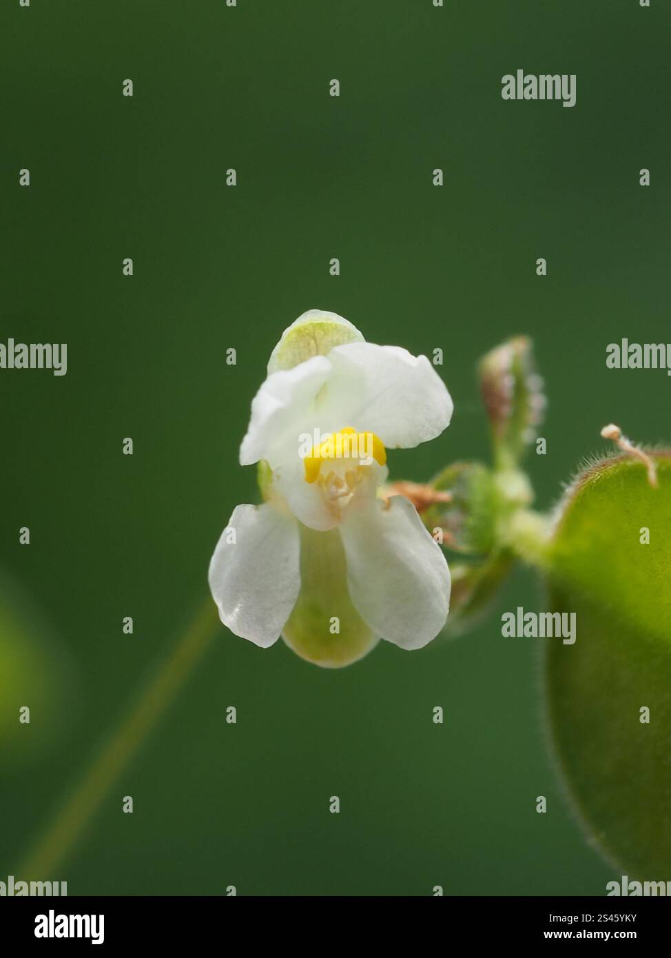 Lesser Balloon Vine (Cardiospermum halicacabum Stock Photo - Alamy