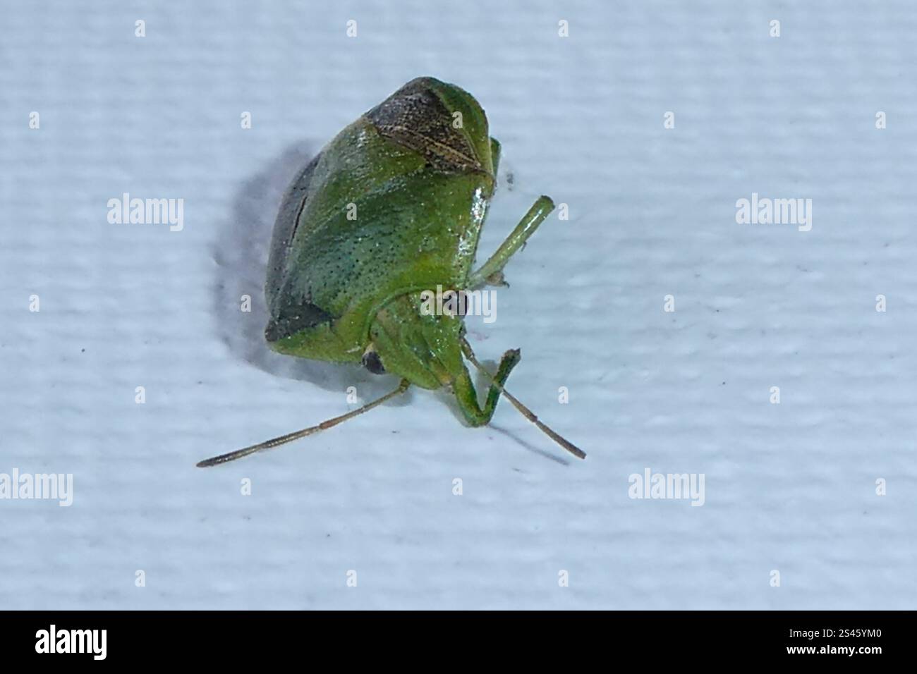 Green Stink Bug (Plautia affinis Stock Photo - Alamy