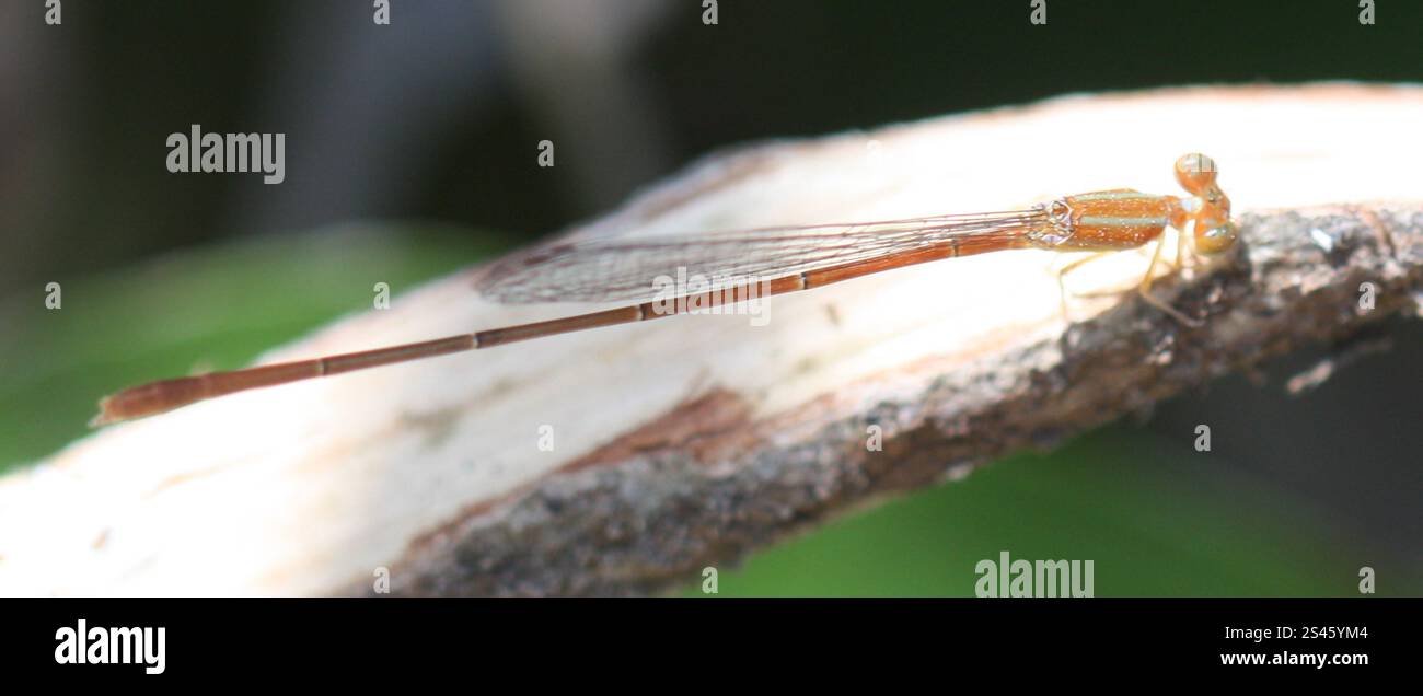 Narrow-winged Damselflies (Coenagrionidae Stock Photo - Alamy